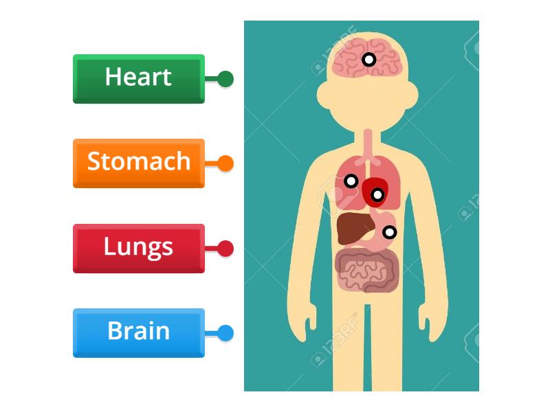 Internal organs - Labelled diagram