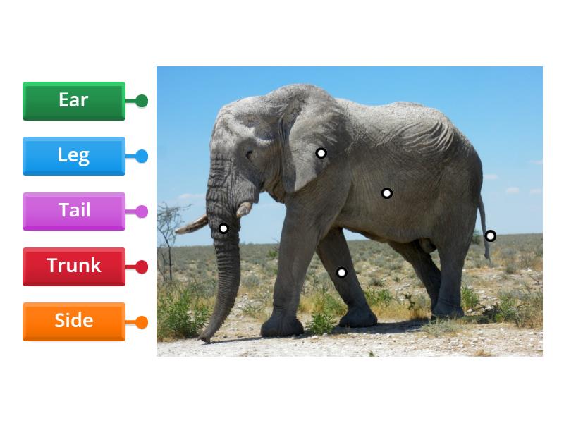 Parts of the elephant - Labelled diagram