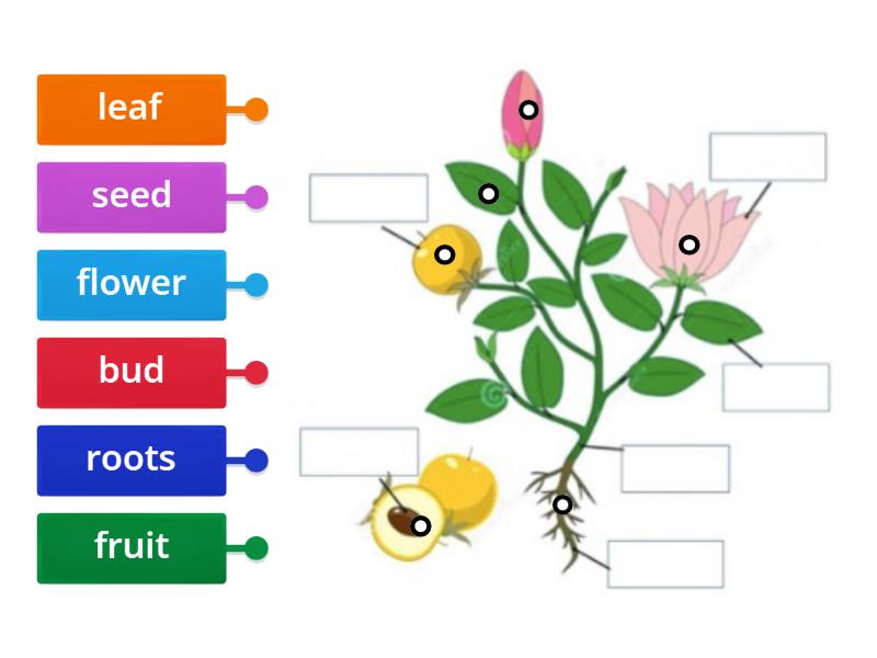 Science 4 - Parts of a Plant - Labelled diagram