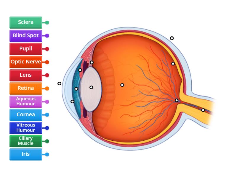 Label the eye diagram - Labelled diagram