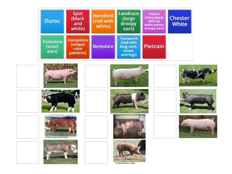 Swine Breed ID - Match up