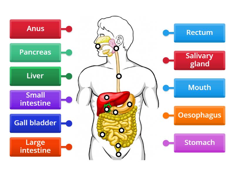 Digestive System parts - Labelled diagram