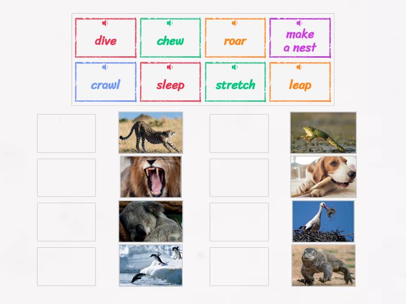 unit 1 Animal actions - Une las parejas