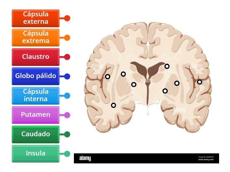 Núcleos basales - Diagrama con etiquetas