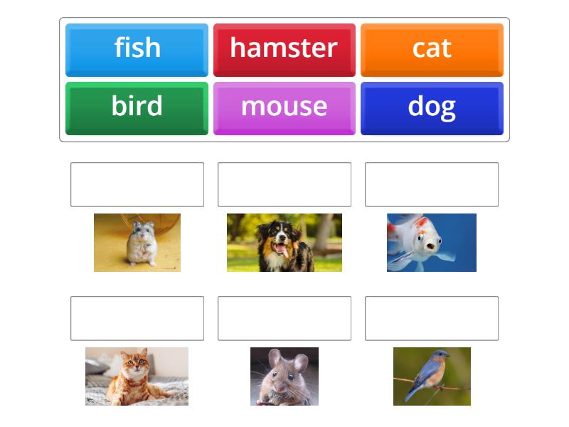 matching domestic animals - Match up