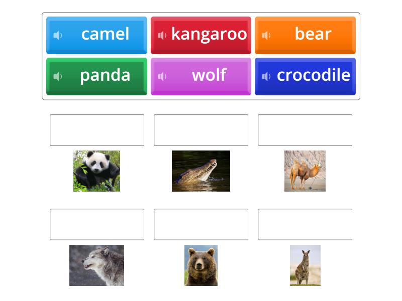 AS2 U1 Animals - Match up