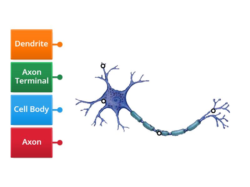 The Neuron - Labelled diagram