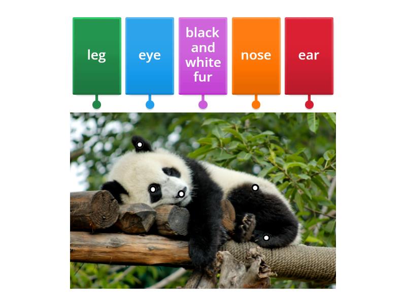 A Panda - Labelled diagram