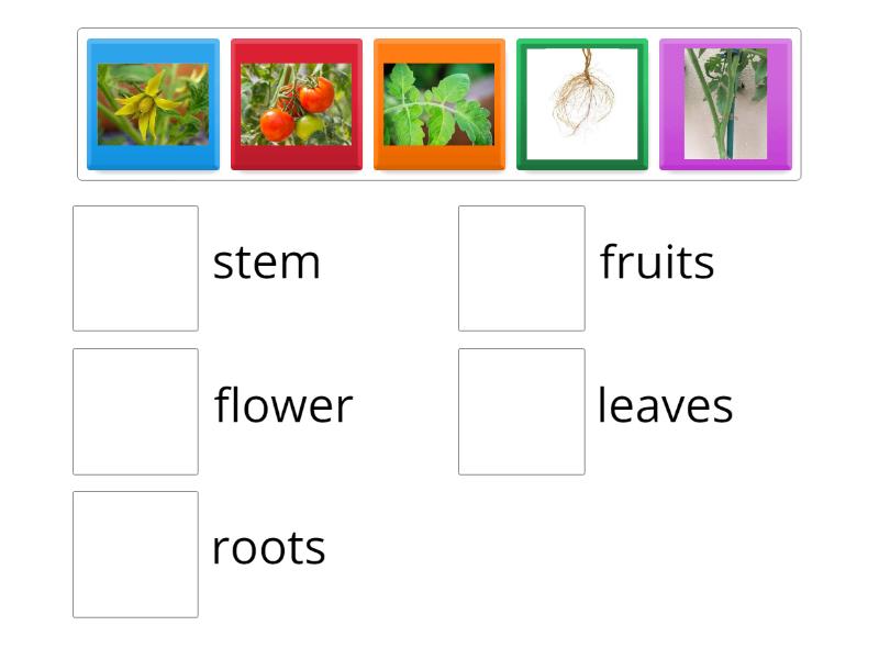 parts of plant - Match up