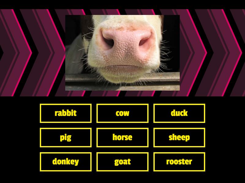 Guess the farm animal: noses - Find the match