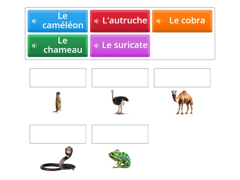 Les animaux du desert - Match up
