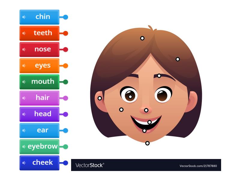 Label the face - Labelled diagram