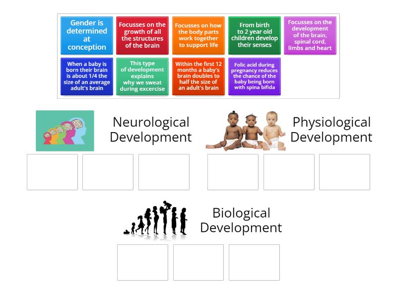Neurological, Physiological and Biological development - Group sort