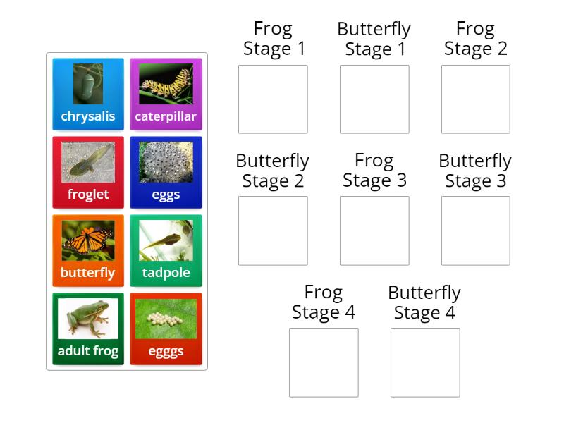 Life Cycle of Frog and Butterfly - Group sort