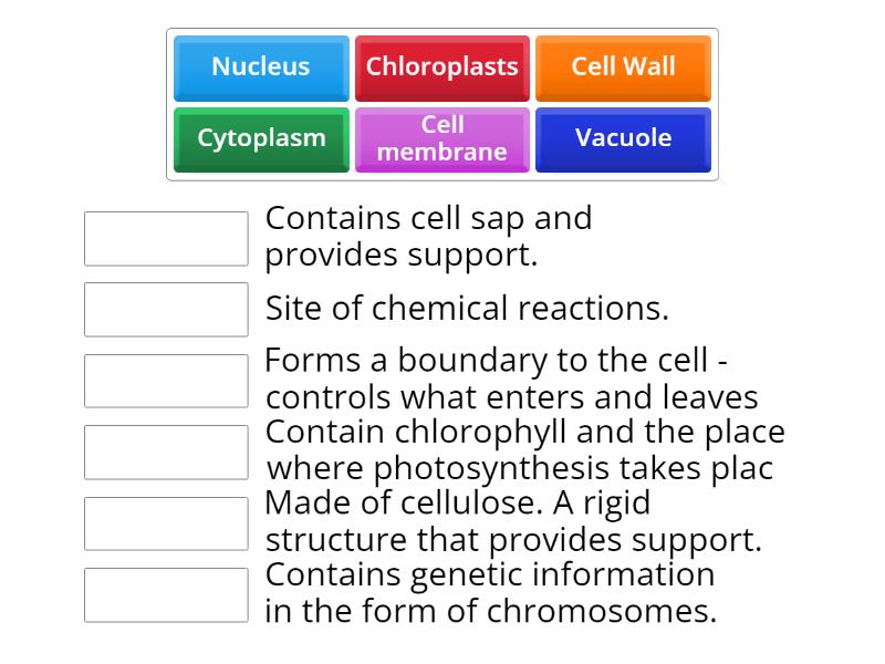 Functions of the cell parts - Match up