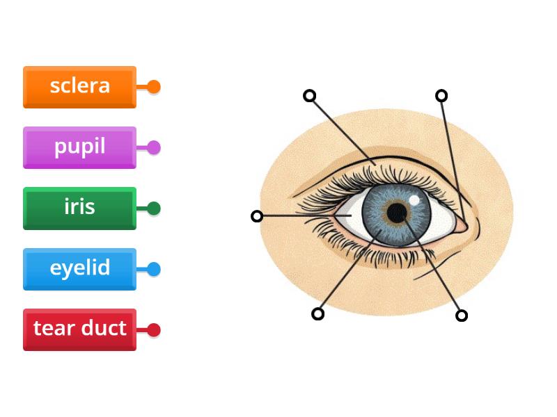Eye - outer - Labelled diagram