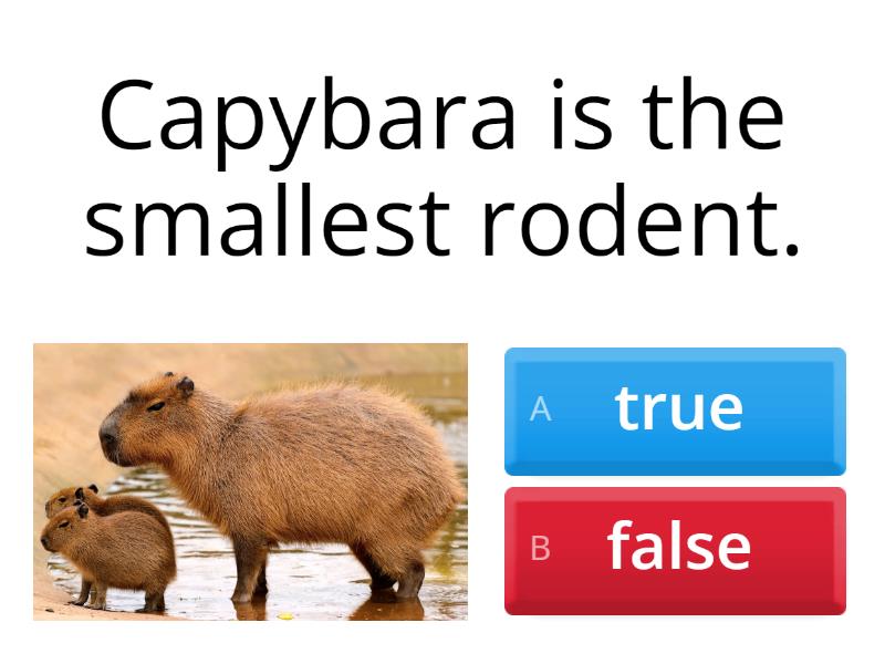 Capybara - Quiz