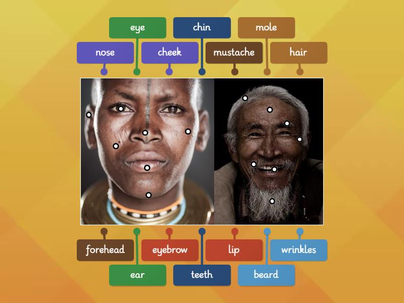 Parts of the Face - Labelled diagram