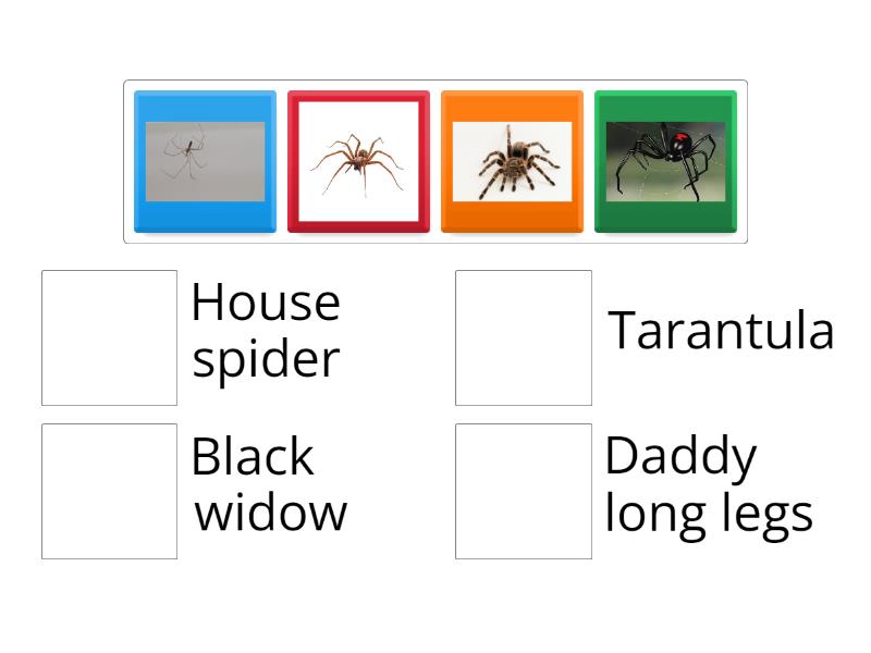 spiders - Match up