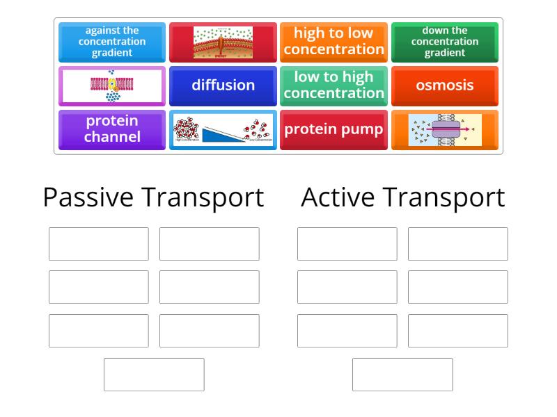 Cell Transport 3 - Group sort