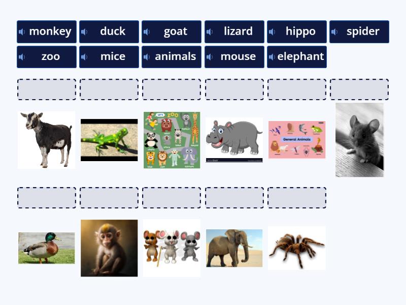 Starters Animals YLE - Match up