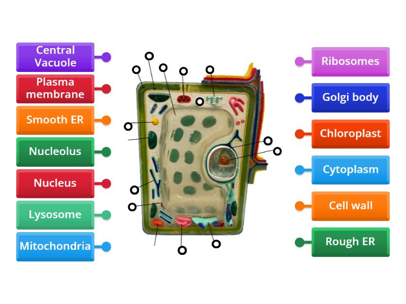 Label Plant Cell - Labelled diagram