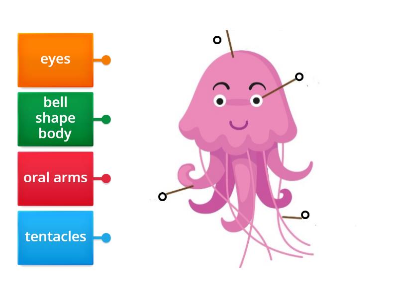 EW2 - P.106, 107: Jellyfish Body Parts - Labelled diagram