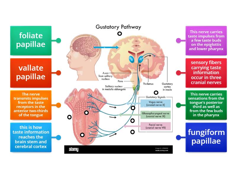 The Gustatory Pathway and Structures - Labelled diagram