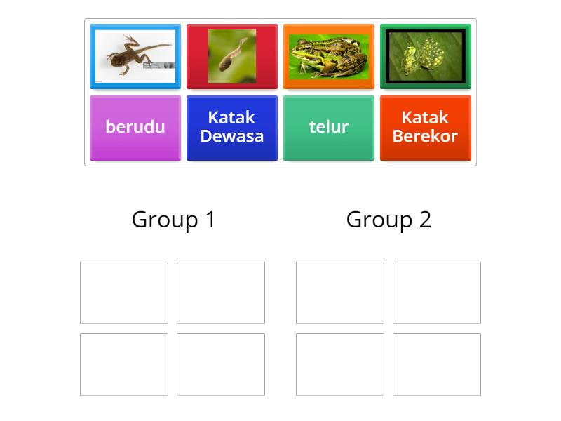 Metamorfosis Katak - Group sort
