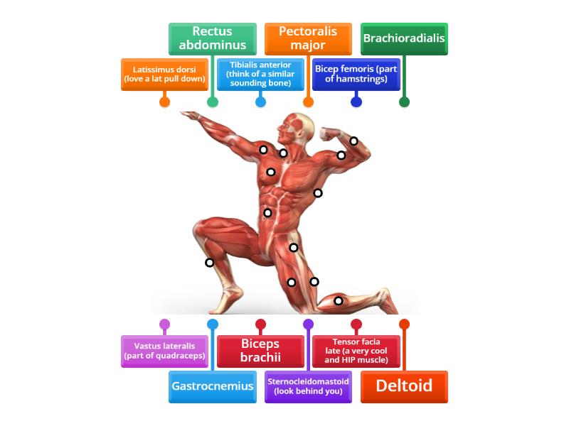 Label the muscles - Labelled diagram