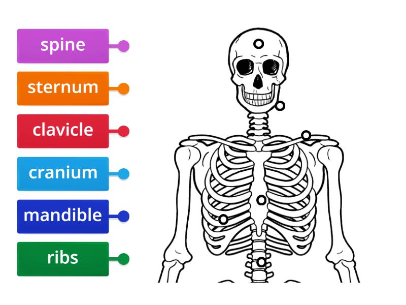 Label the Skeleton - Upper Body - Diagrama con etiquetas
