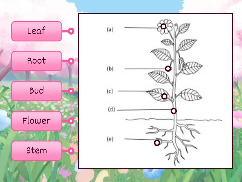Parts of a plant - Labelled diagram