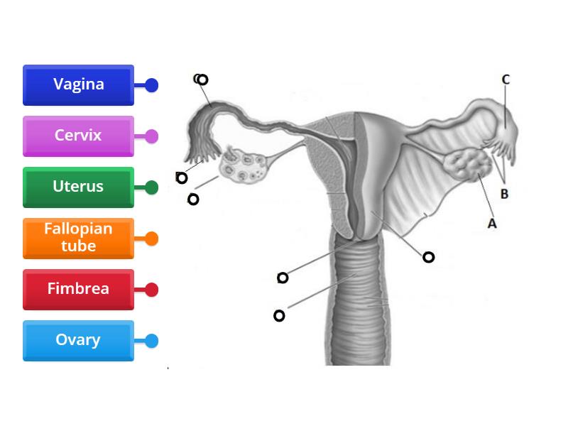 Female Reproductive System - Labelled diagram