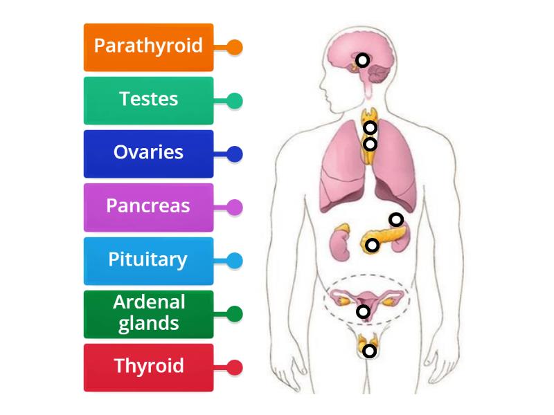 Endocrine glands - Labelled diagram