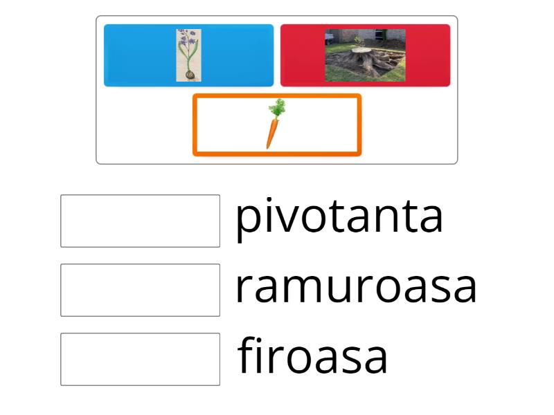 Tipuri de radacini - Match up