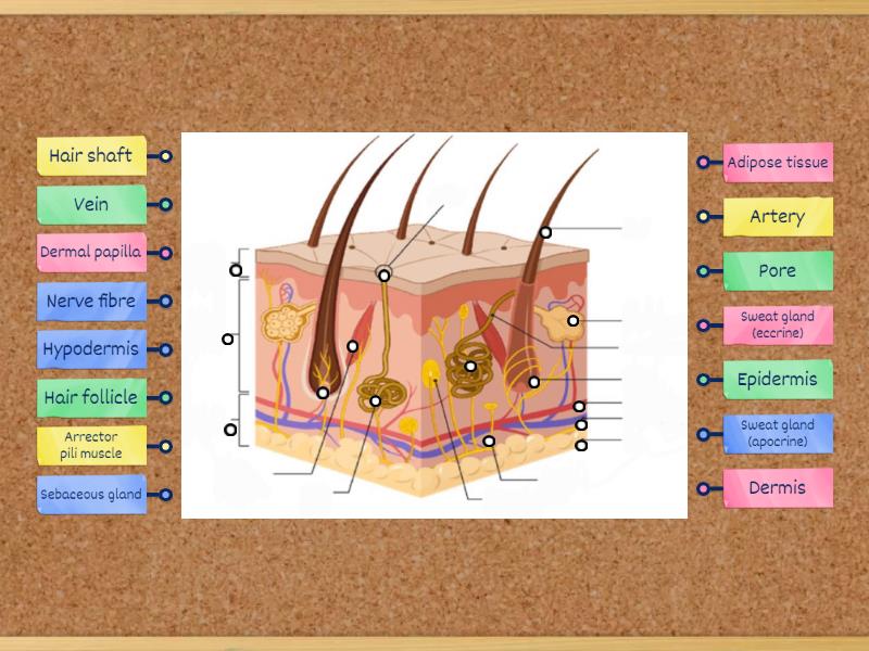 Skin - Labelled diagram