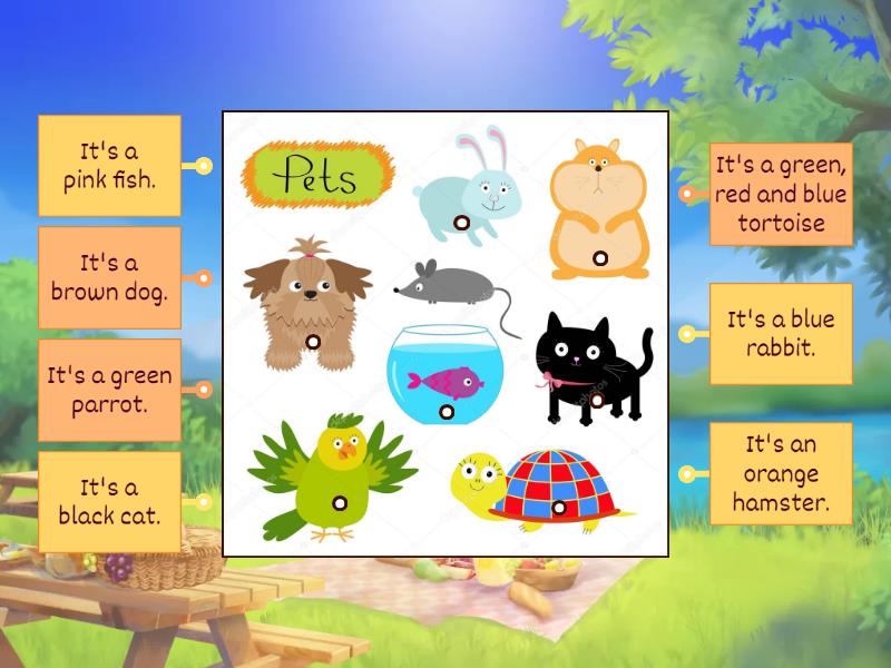 Pets - Labelled diagram