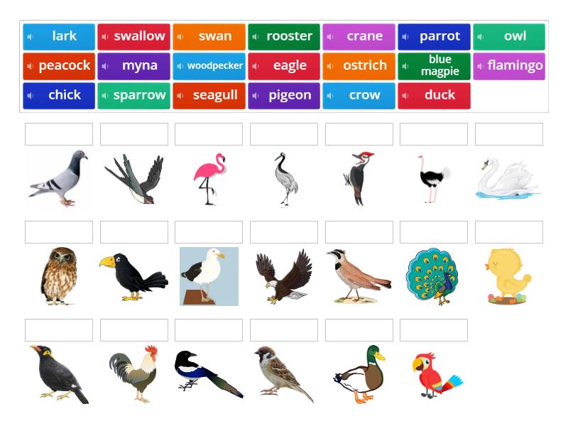 K3 - English - Birds - Match up