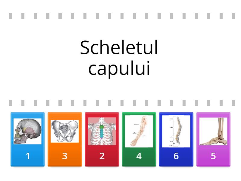 Scheletul uman - Find the match
