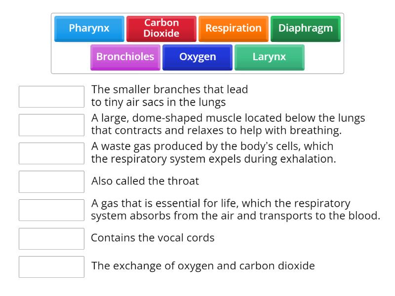 Respiratory System Match - Une las parejas