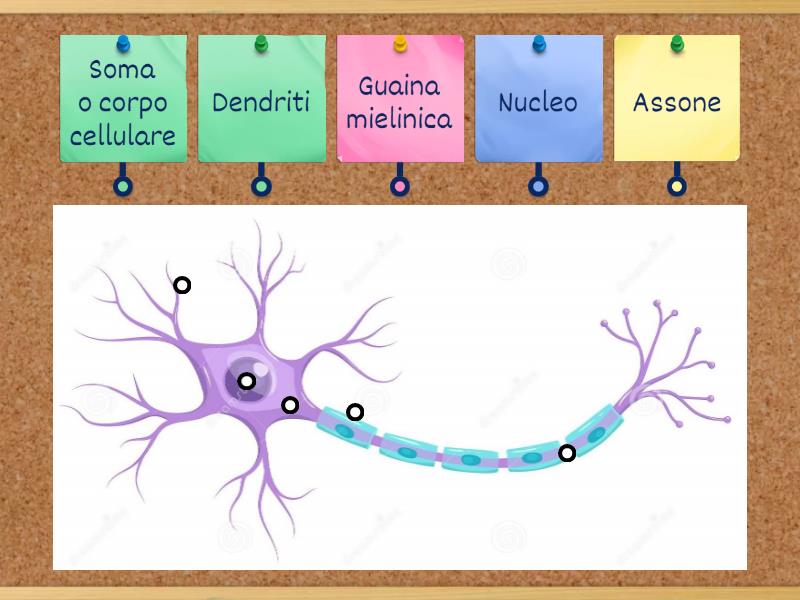 Anatomia neurone - Labelled diagram