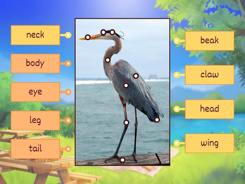 Bird - body parts - Labelled diagram