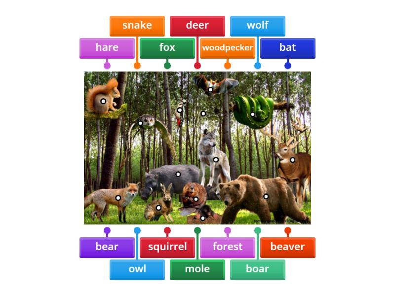 wild animals.... kurwa!!! - Labelled diagram