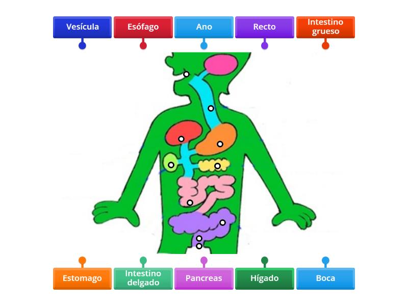 Partes del Sistema Digestivo - Labelled diagram