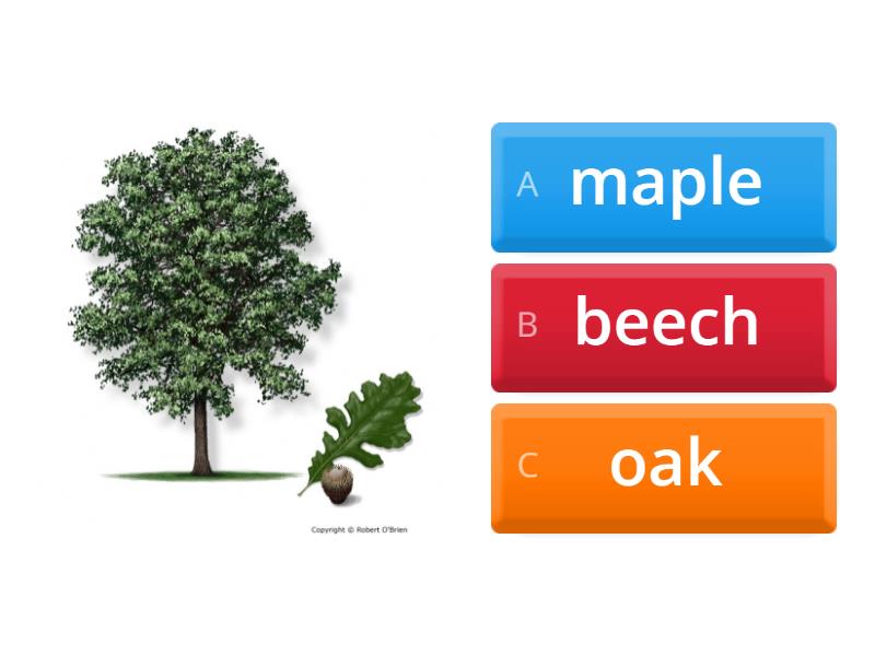 Guess the name of the tree - Quiz