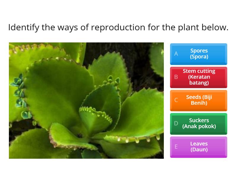Ways of Reproduction in Plants - Quiz
