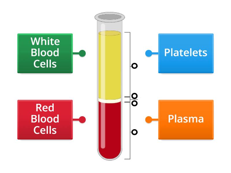 Four Blood Parts - Labelled diagram