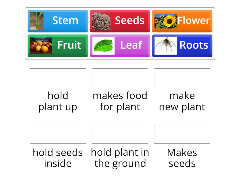 Plant parts functions - Match up