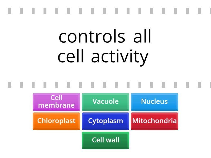 baldwinCell Organelle Matching Game - Find the match