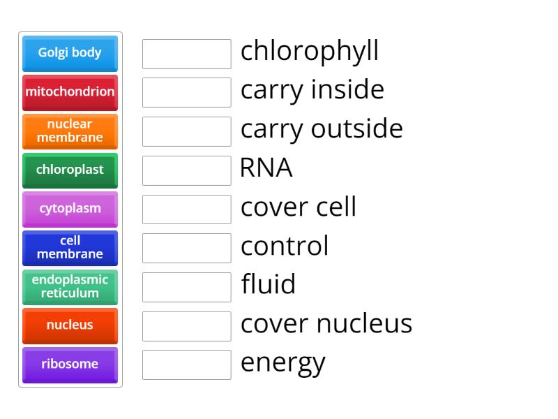 plant cell - Match up